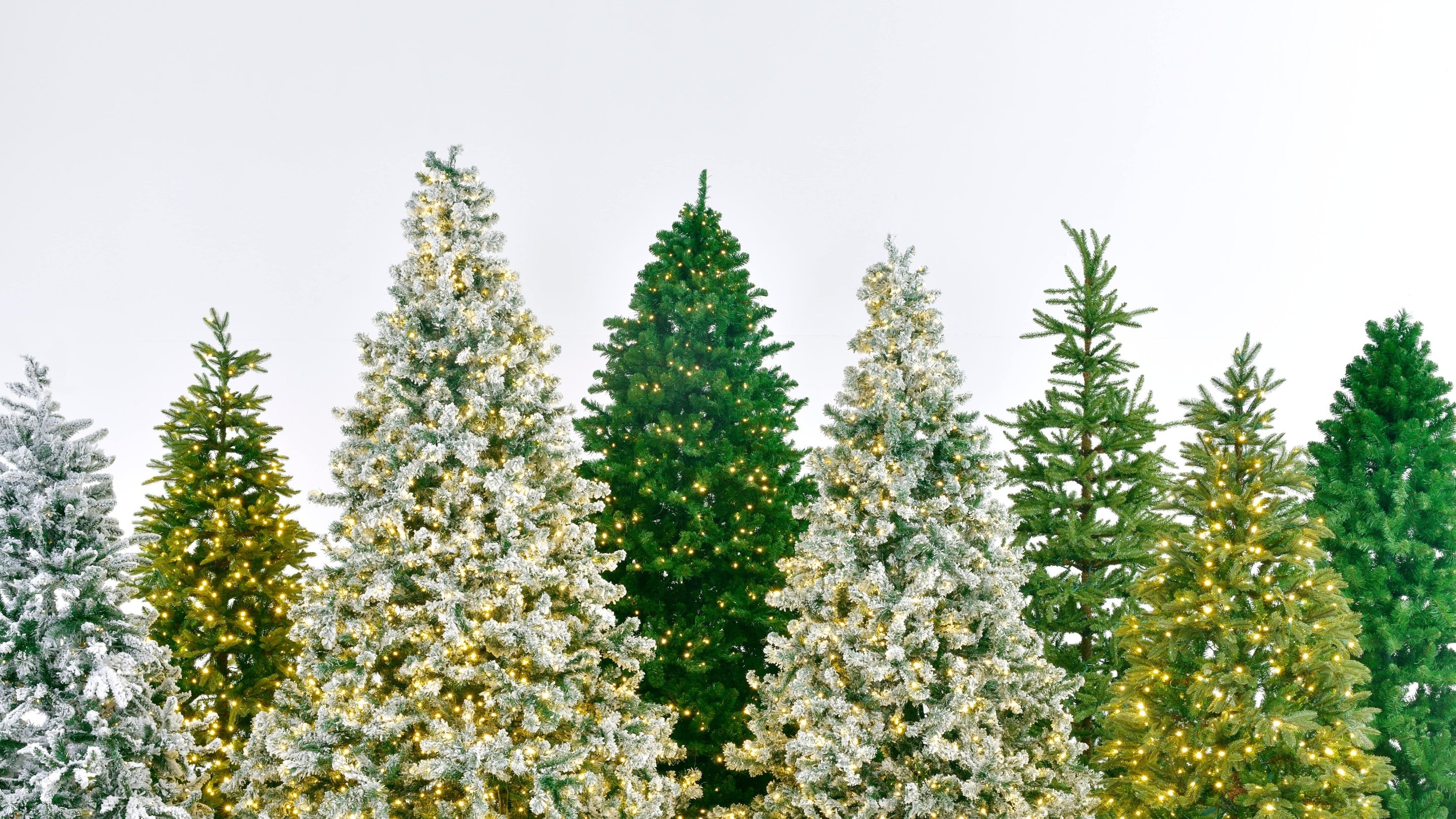 christmas-trees-232842.jpg?v=1695036694
